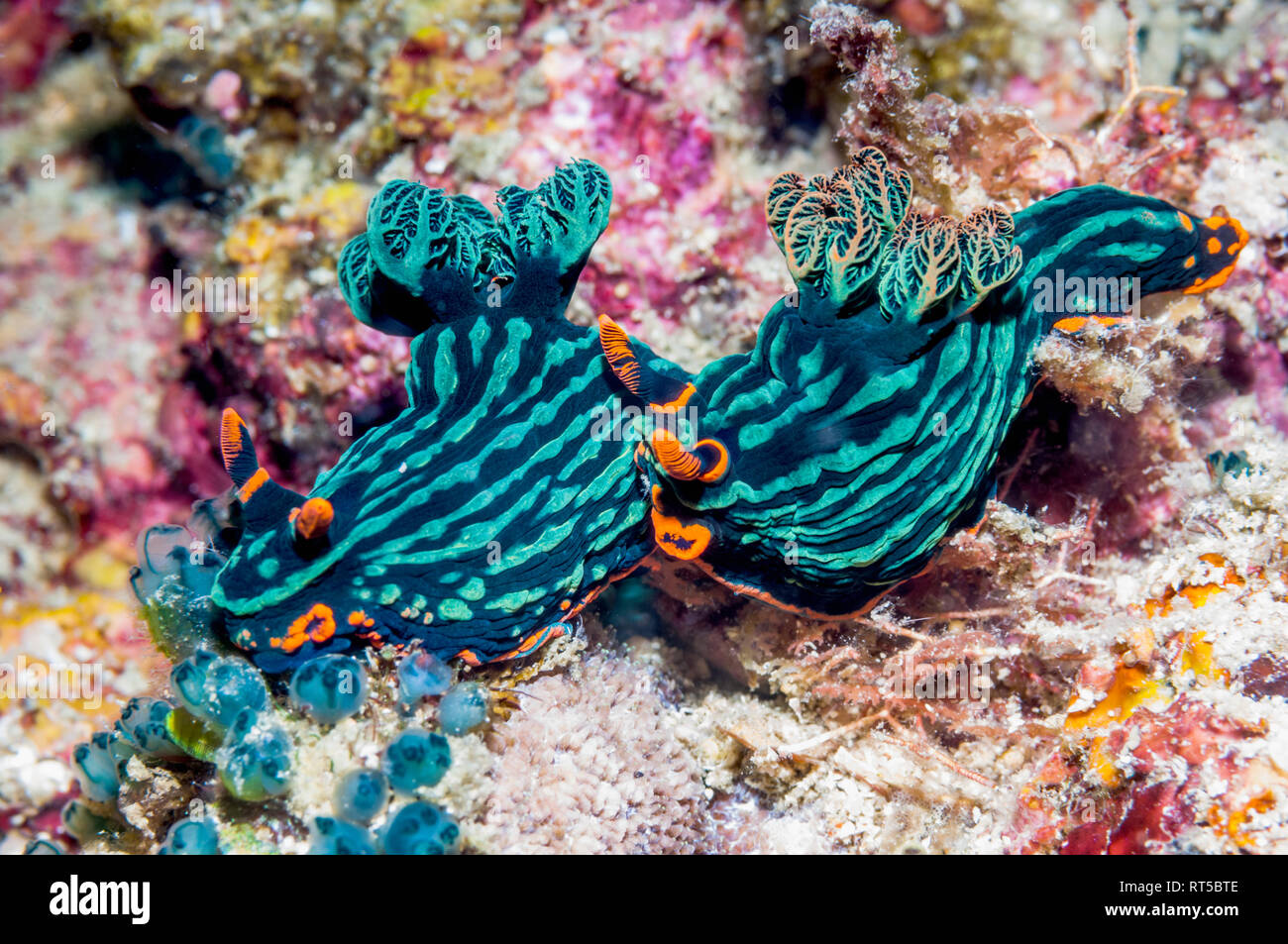 Kubaryana's Nembrotha [Nembrotha kubaryana] pair. Puerto Galera ...
