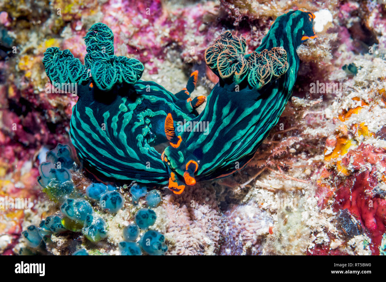 Kubaryana's Nembrotha [Nembrotha kubaryana] pair. Puerto Galera ...