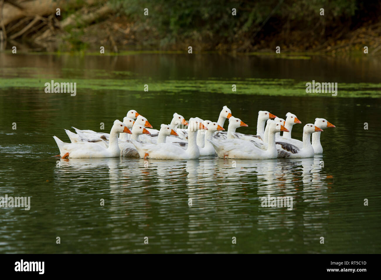 White goose swimming in the river Tamis, near Belgrade, beautiful birds ...
