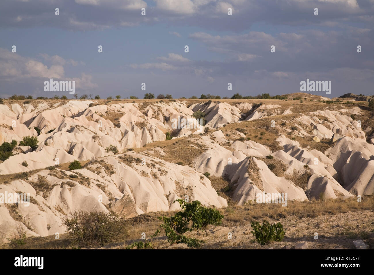 Hardened volcanic ash known as tuff and vegetation growing in a field ...