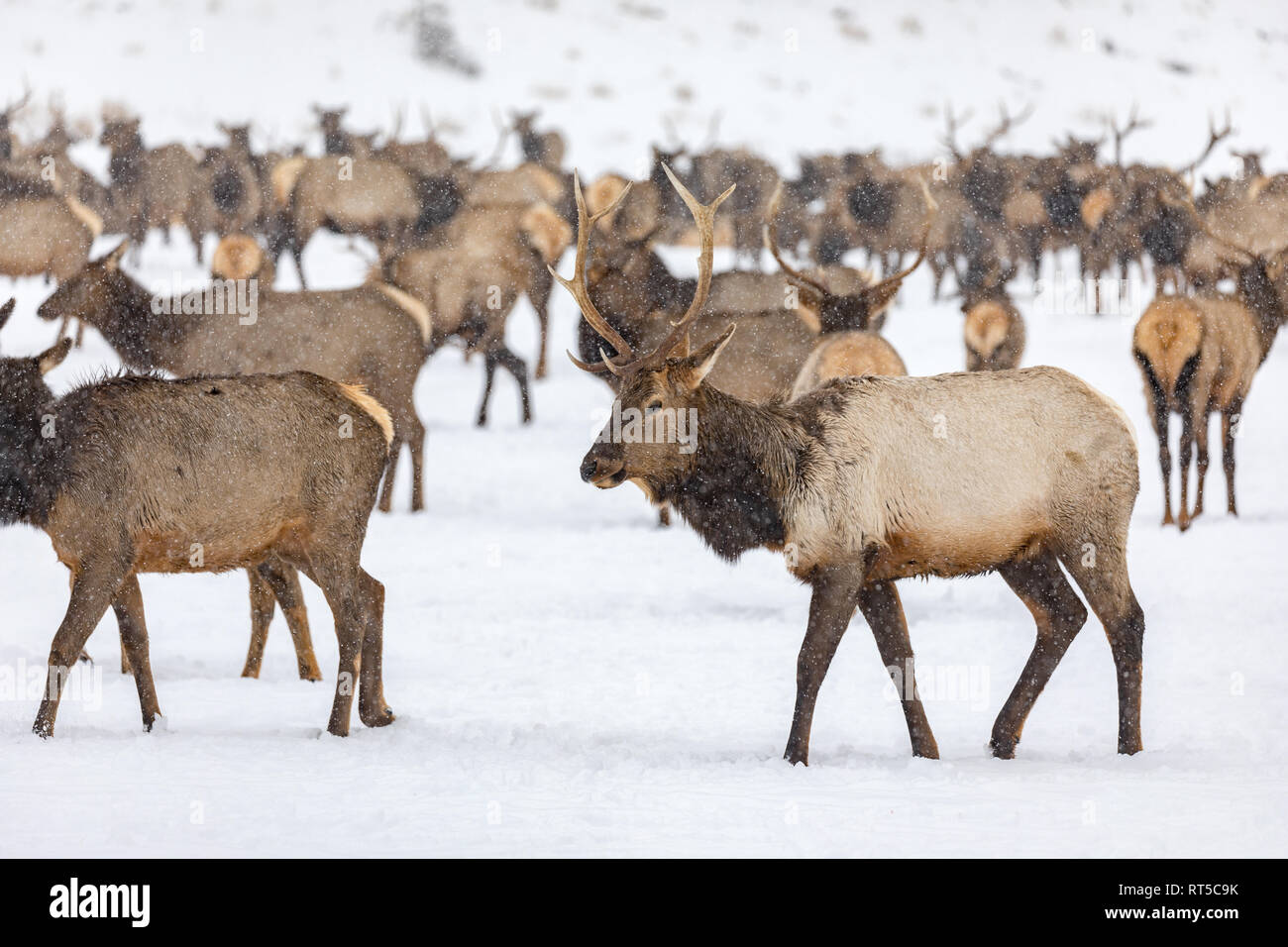 Male gang gang feeding hi-res stock photography and images - Alamy