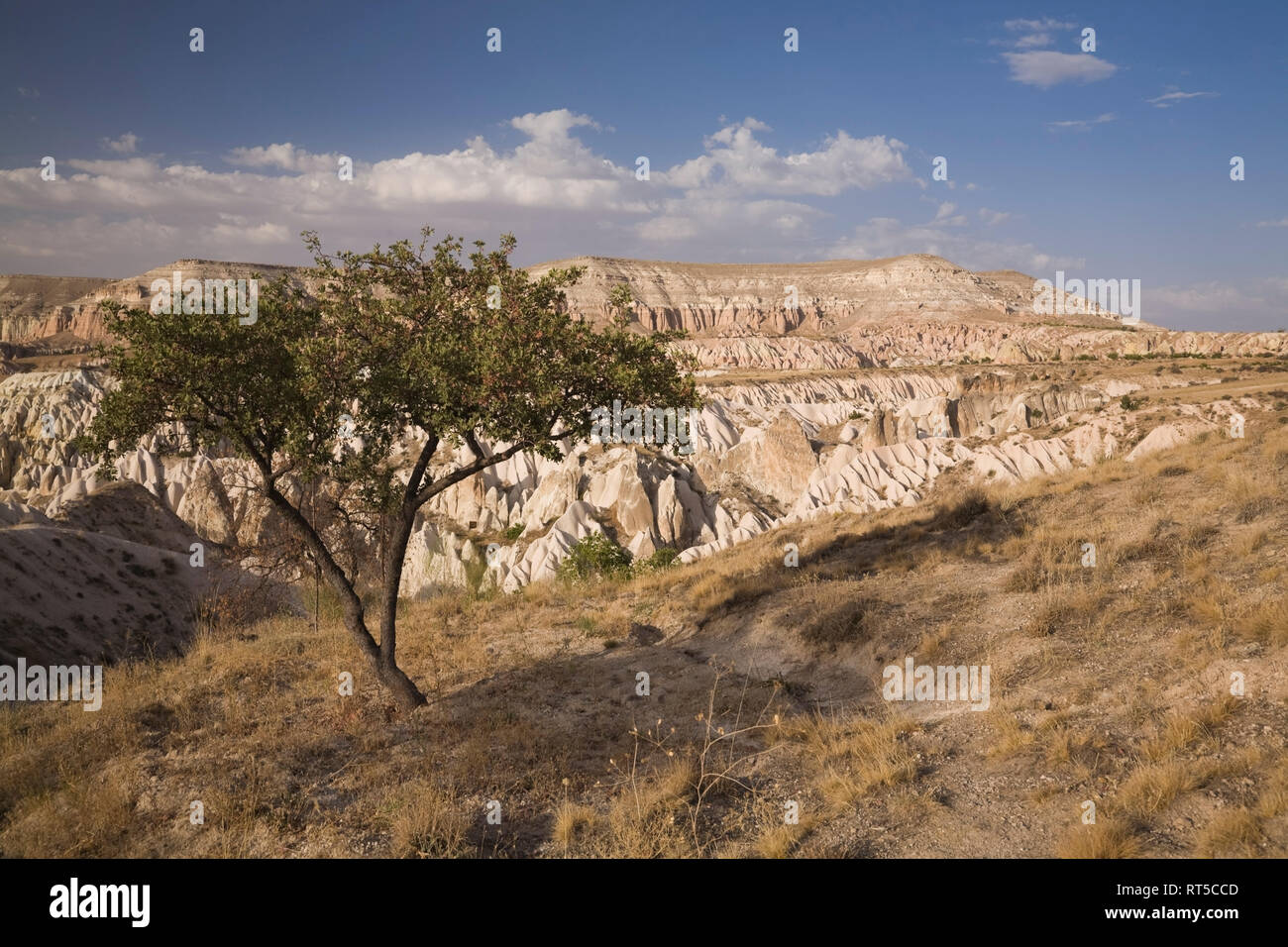 Vegetation and eroded hardened volcanic ash rock formations known as ...