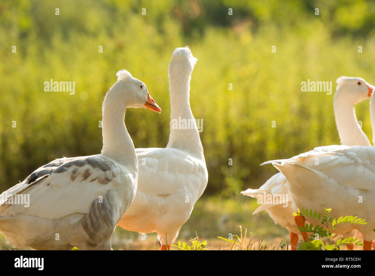 A close-up shot, a white goose, head with an orange beak and blue eyes ...