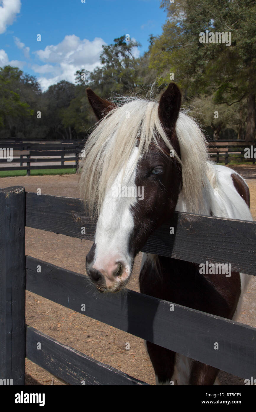 Gypsy vanner hi-res stock photography and images - Alamy