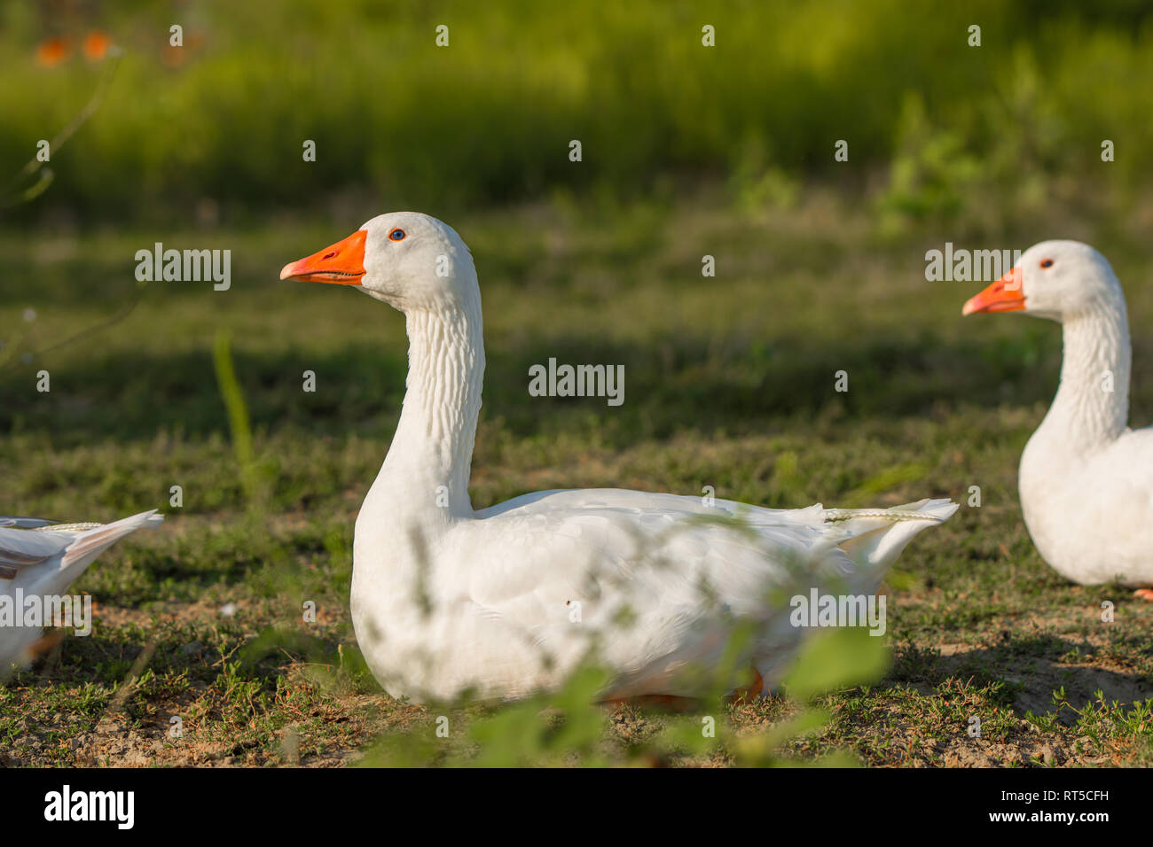 Geese orange beak hi-res stock photography and images - Alamy