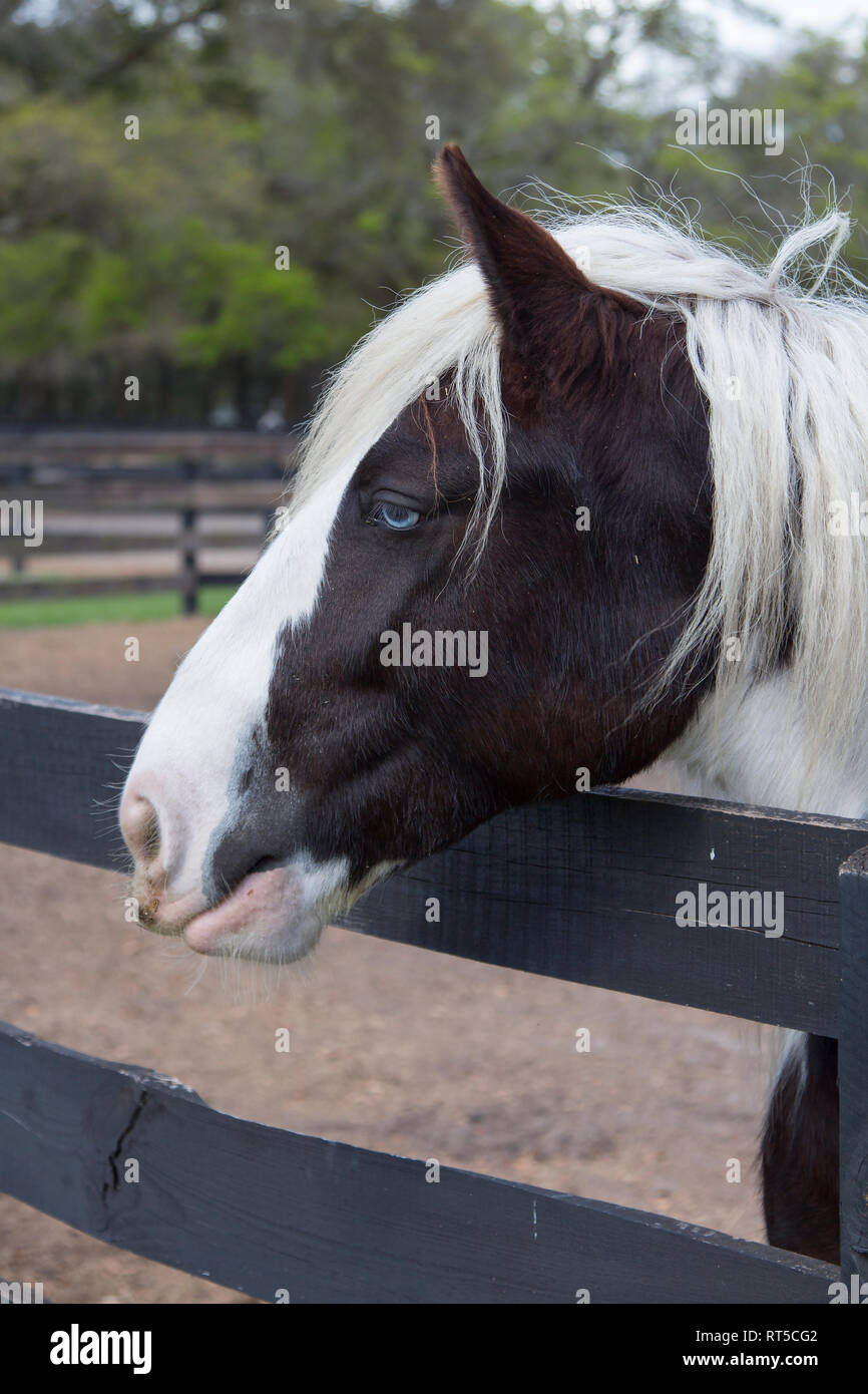 Gypsy vanner hi-res stock photography and images - Alamy