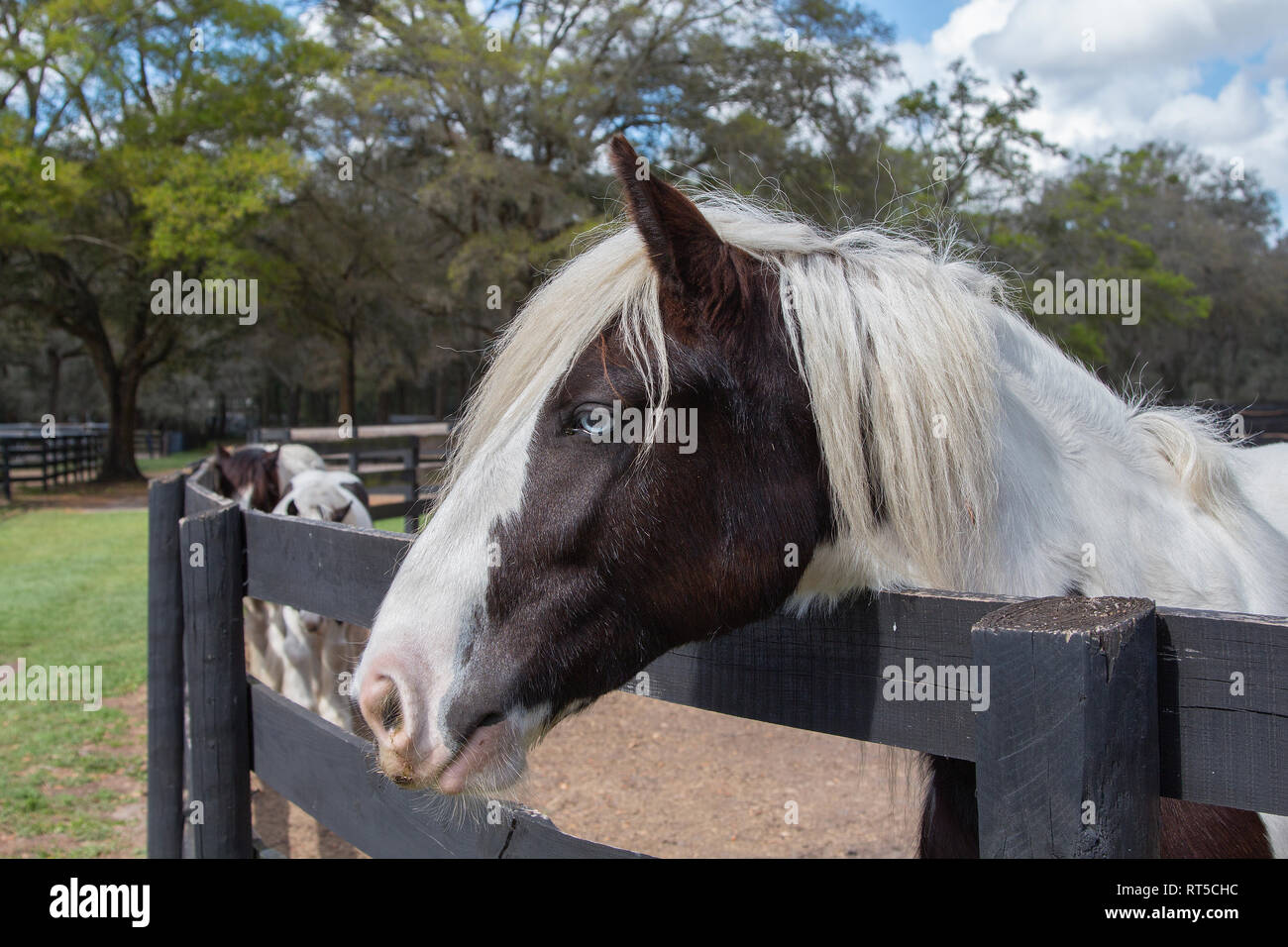 Gypsy vanner horse hi-res stock photography and images - Alamy