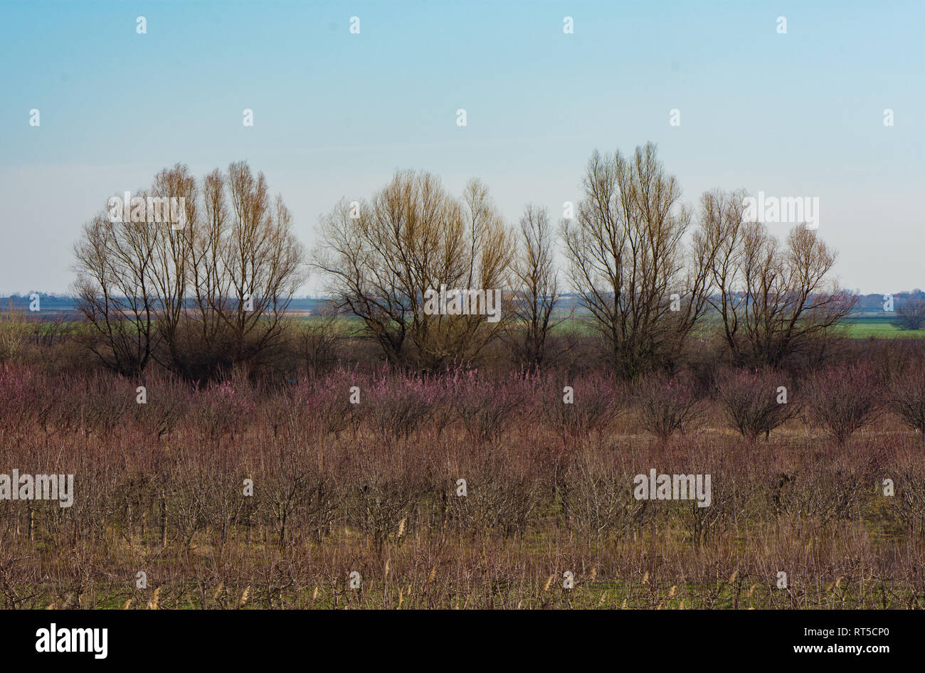 A beautiful landscape of orchard, in the spring, young branches with ...