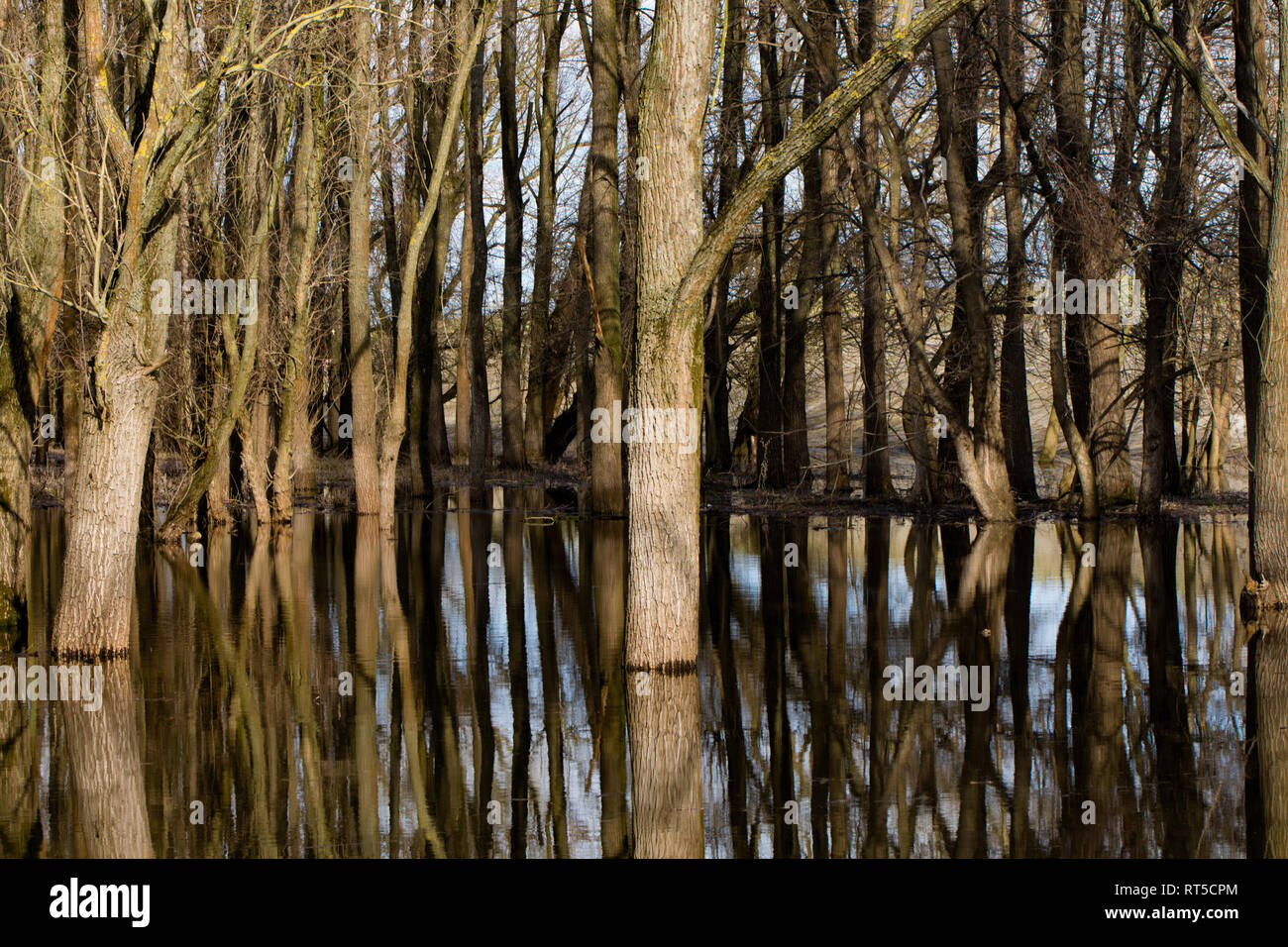 Flooded forest, from the spillage of water from the Danube River ...