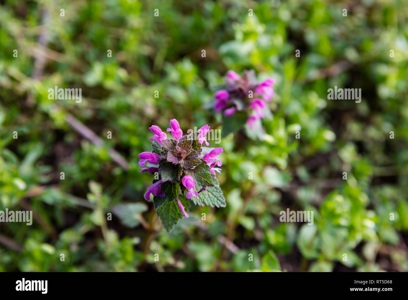 The Lamiaceae or Labiatae are beautiful violet flowering plants ...