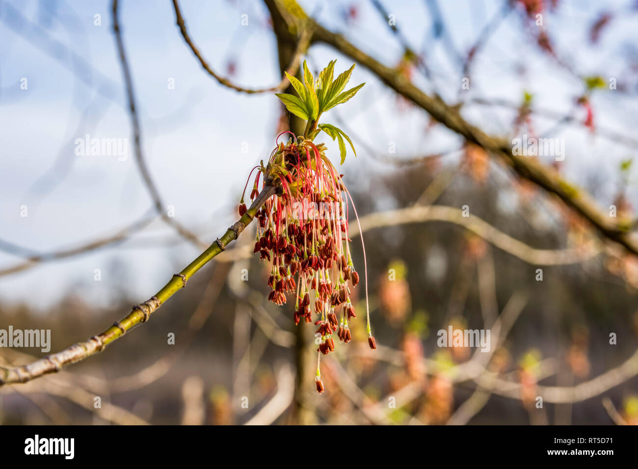 Red buds on the trees at spring Stock Photo - Alamy
