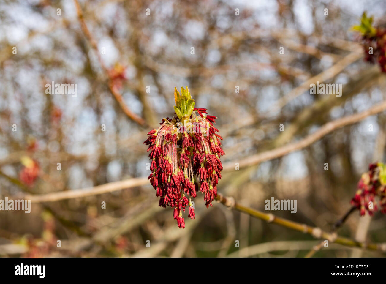 Red buds on the trees at spring Stock Photo - Alamy