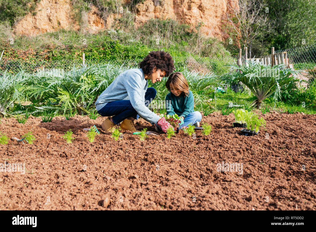 Mother and son planting lettuce seedlings in vegetable garden Stock ...