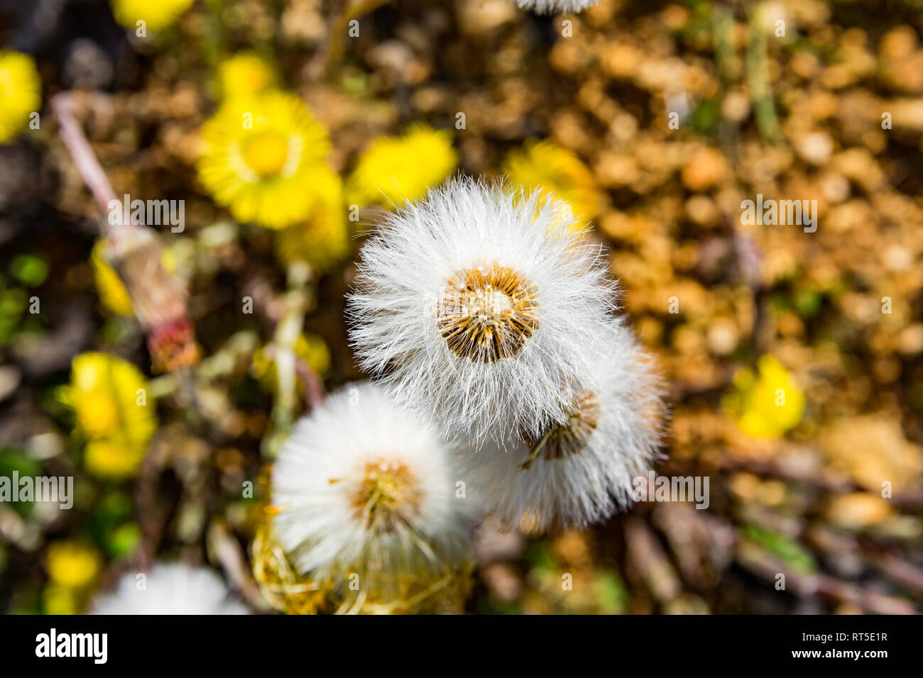 Dried dandelion in a field, waiting the wind to blows the seed Stock ...