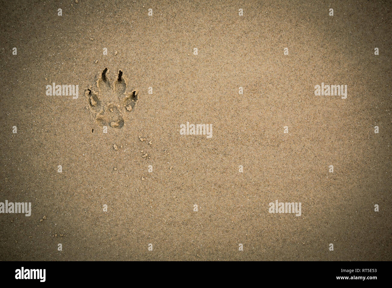 Paw print in wet sand Stock Photo - Alamy