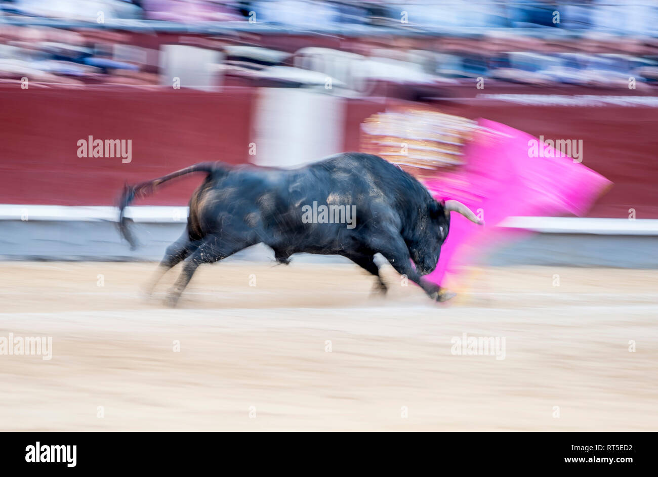 Bullfighting, torero and bull Stock Photo - Alamy