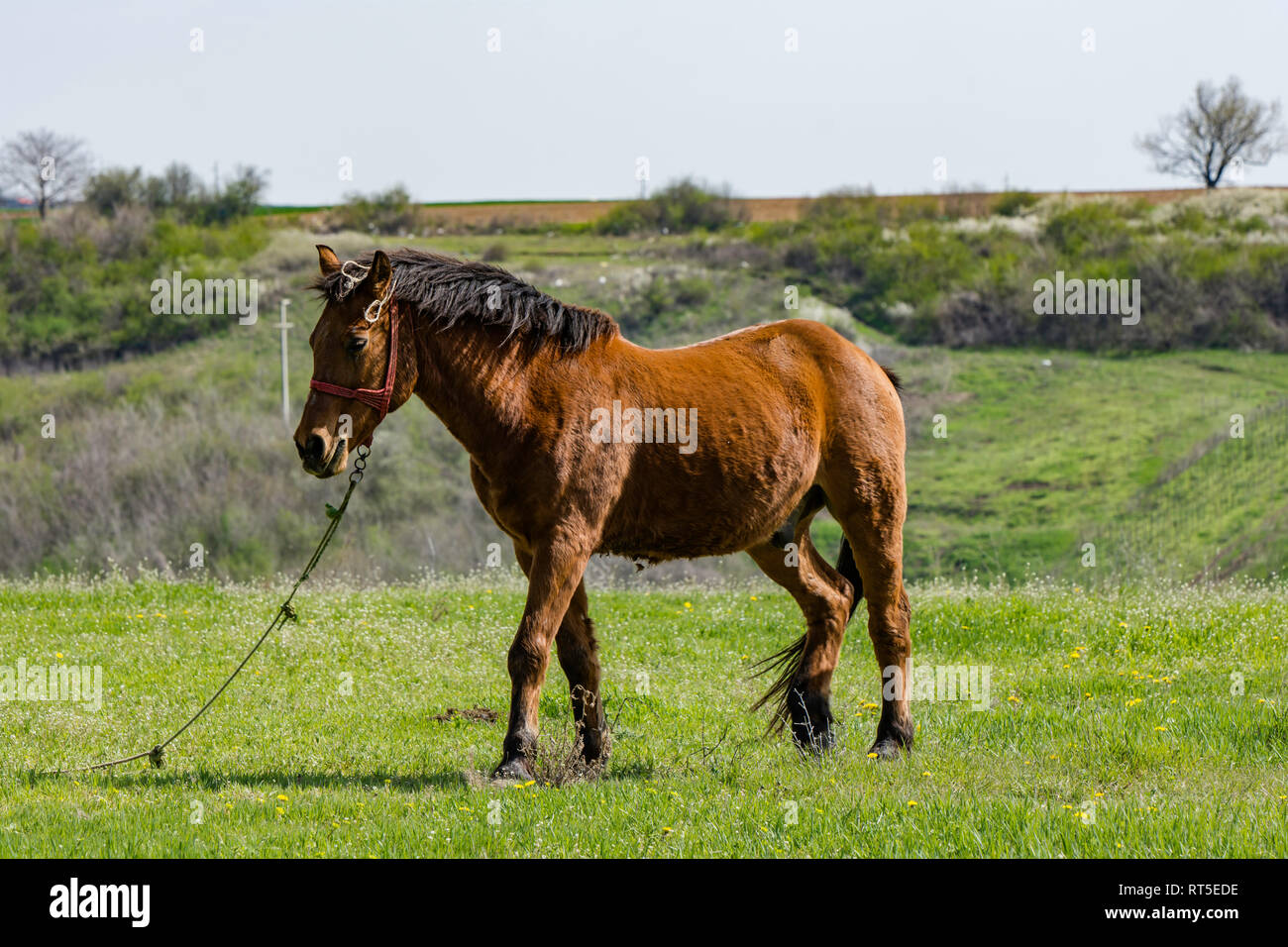 Brown horse with long mane profile portrait. Side view. Serbia ...