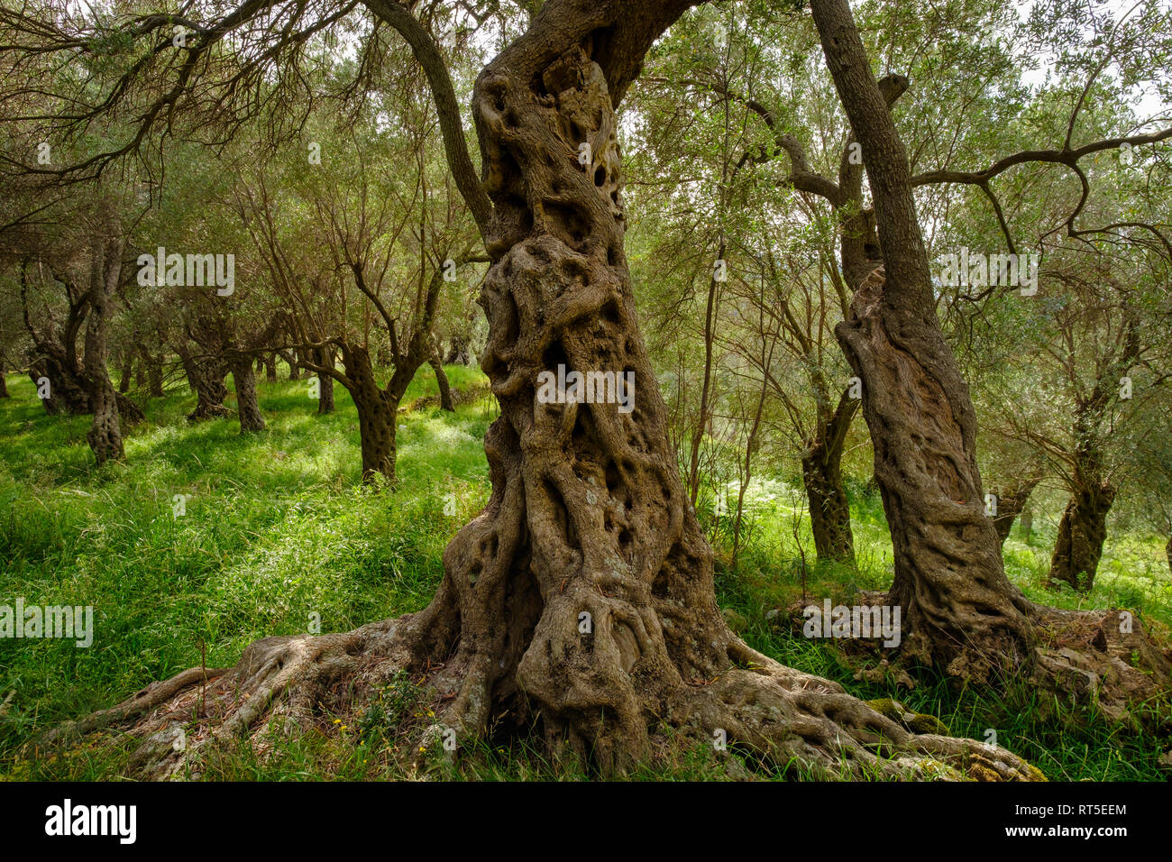 Montenegro, old olive trees near Ulcinj Stock Photo - Alamy