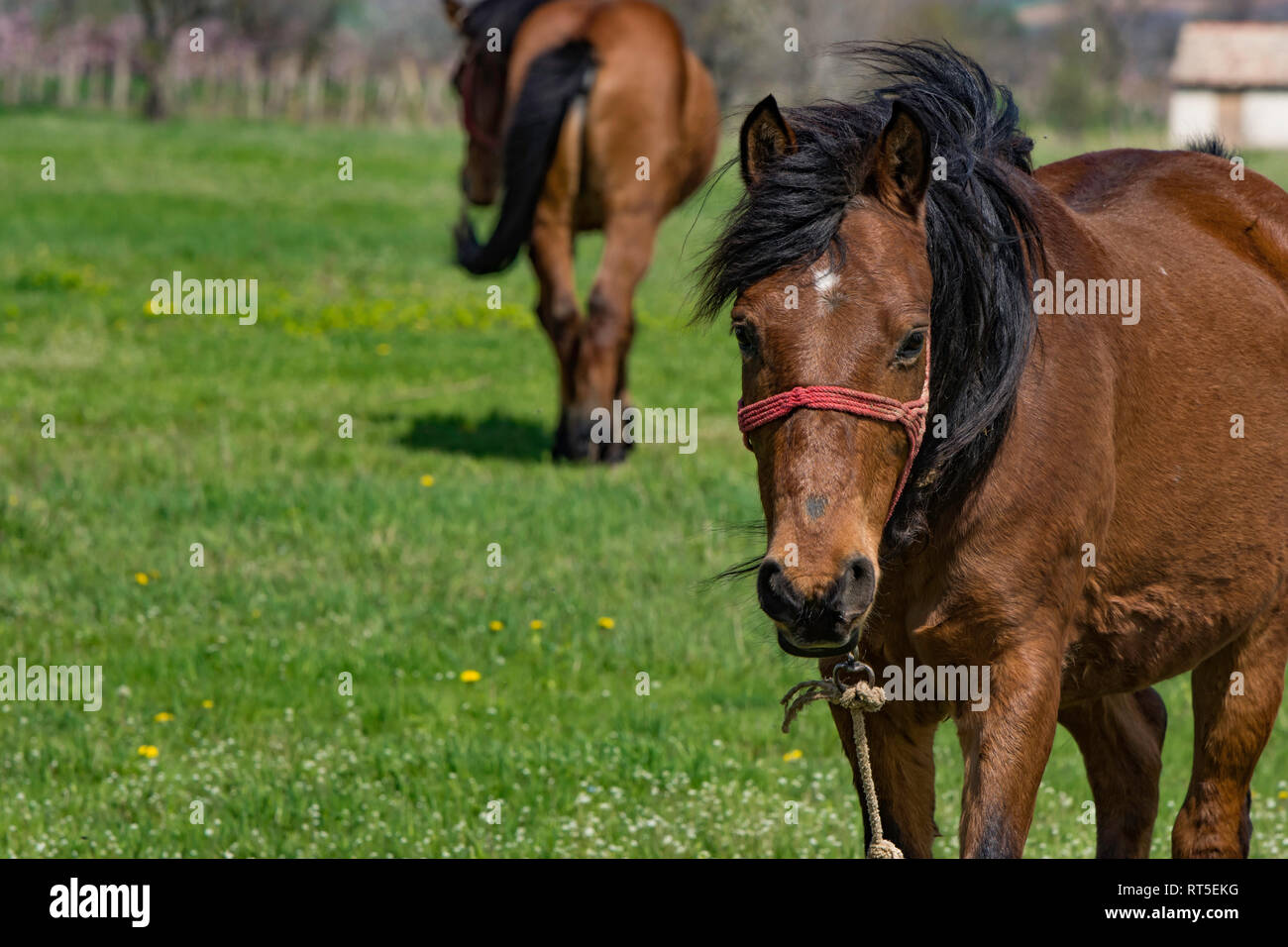Brown horse with long mane profile portrait. Side view. Serbia ...