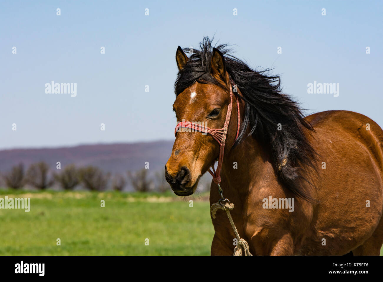 Brown horse with long mane profile portrait. Side view. Serbia ...