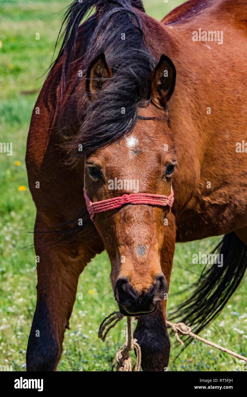 Brown horse with long mane profile portrait. Side view. Serbia ...