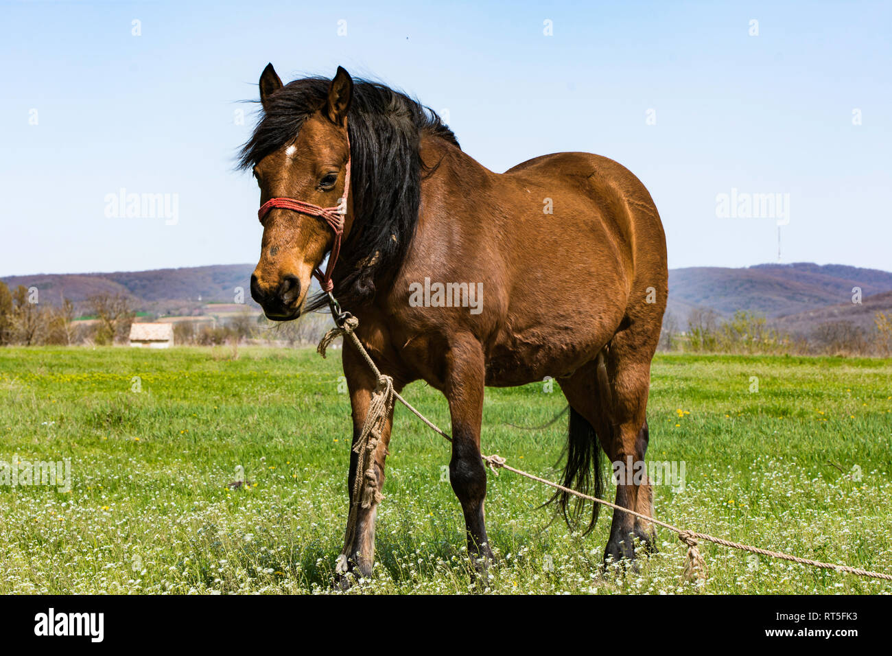 Brown horse with long mane profile portrait. Side view. Serbia ...