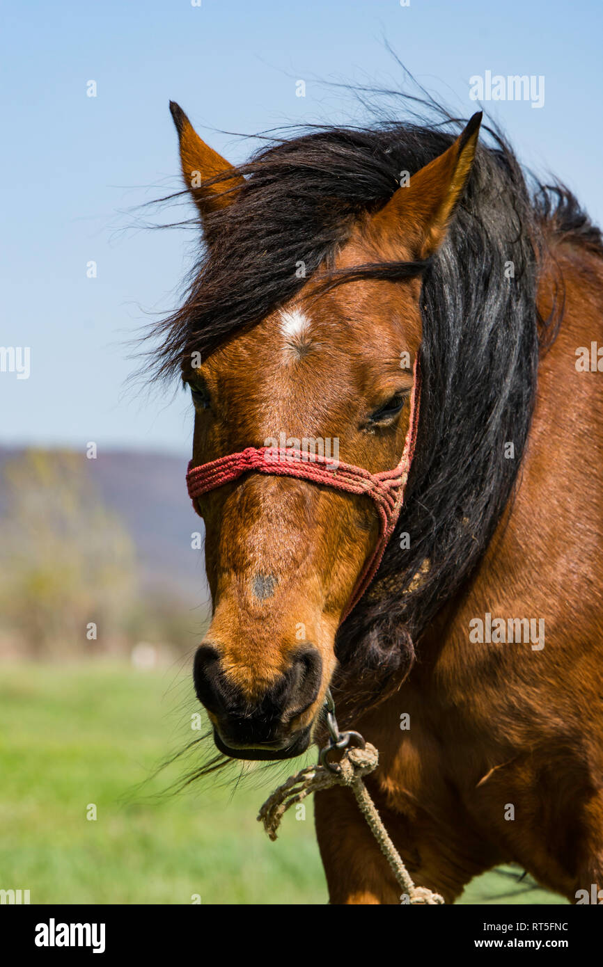 Brown horse with long mane profile portrait. Side view. Serbia ...