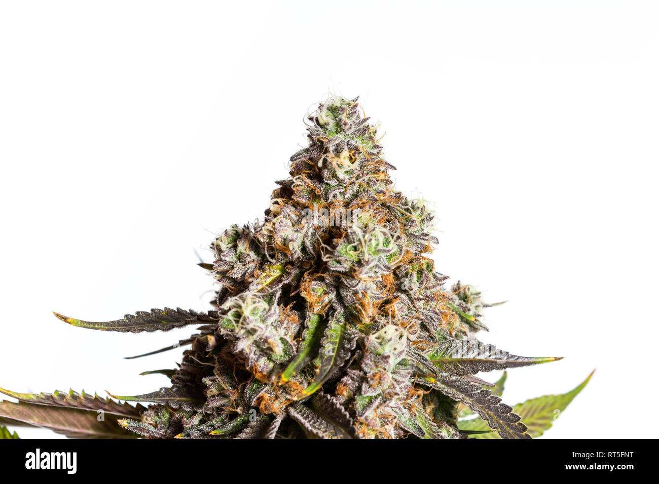 Close up of a popular strain of cannabis known as mendo breath isolated ...