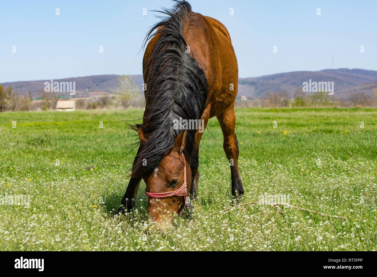 Head portait of a brown horse with long mane, quietly grazing in a ...