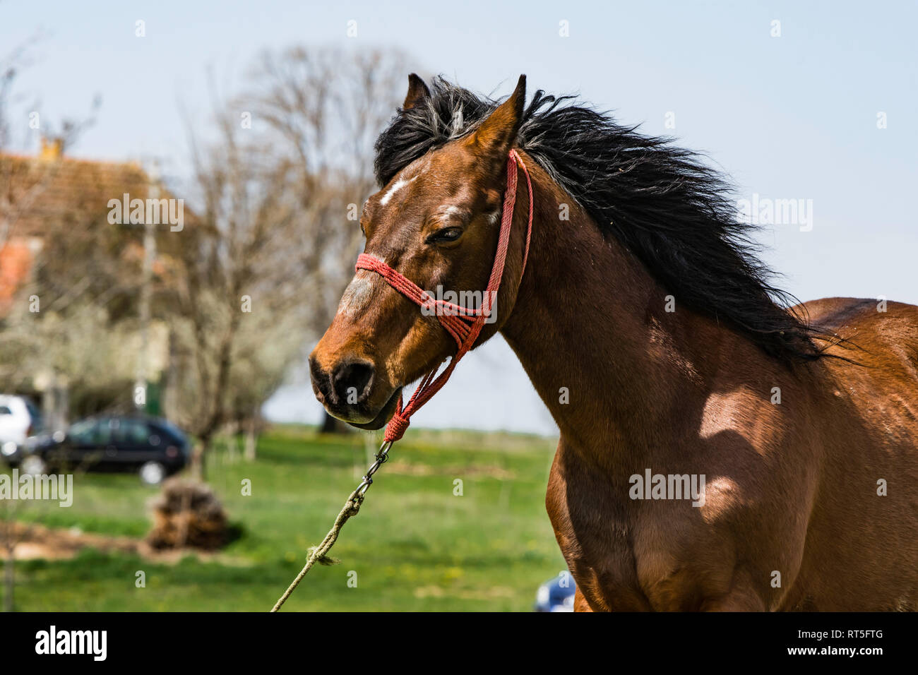 Brown horse with long mane profile portrait. Side view. Serbia ...