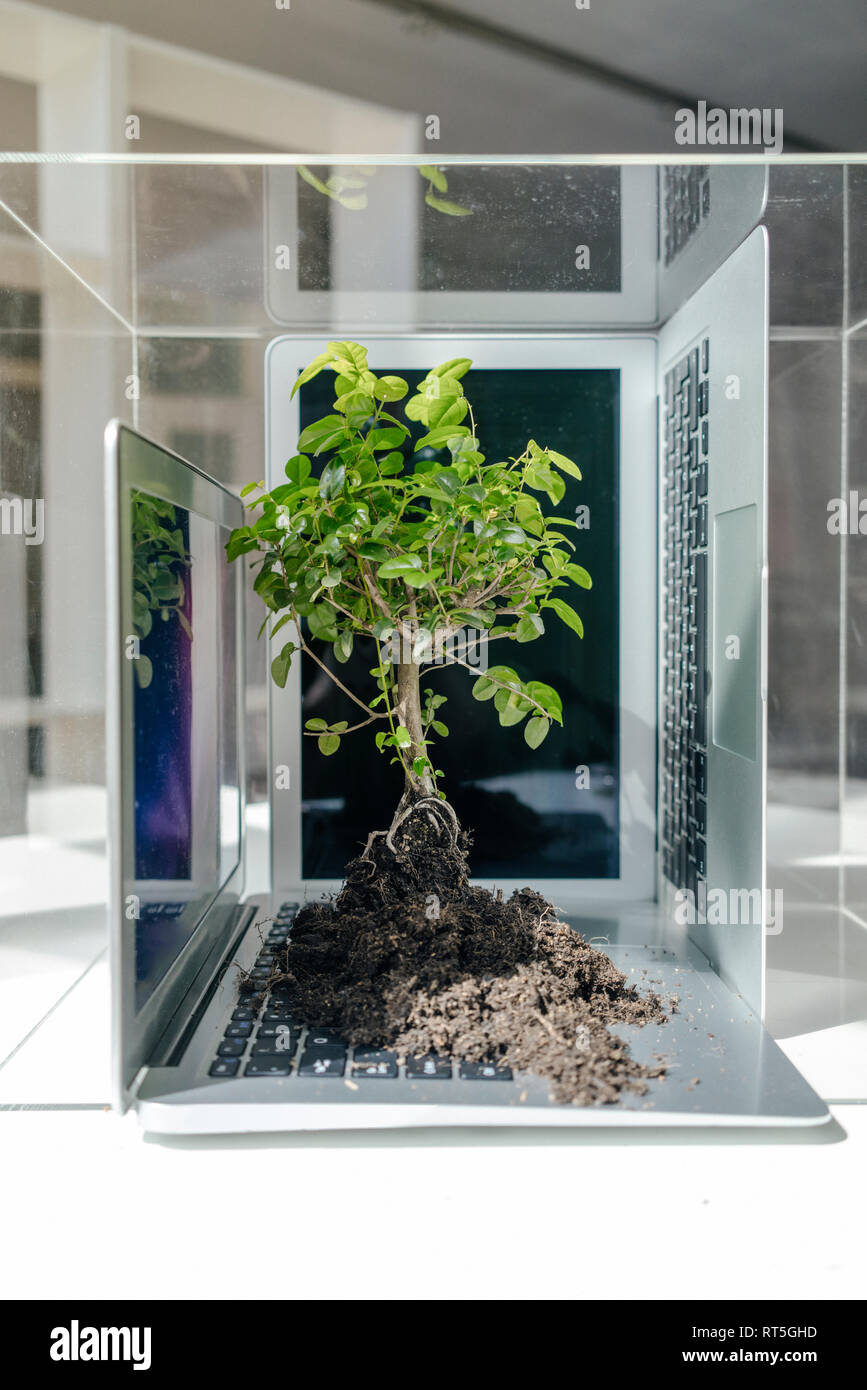 Little tree growing on laptop hi-res stock photography and images - Alamy