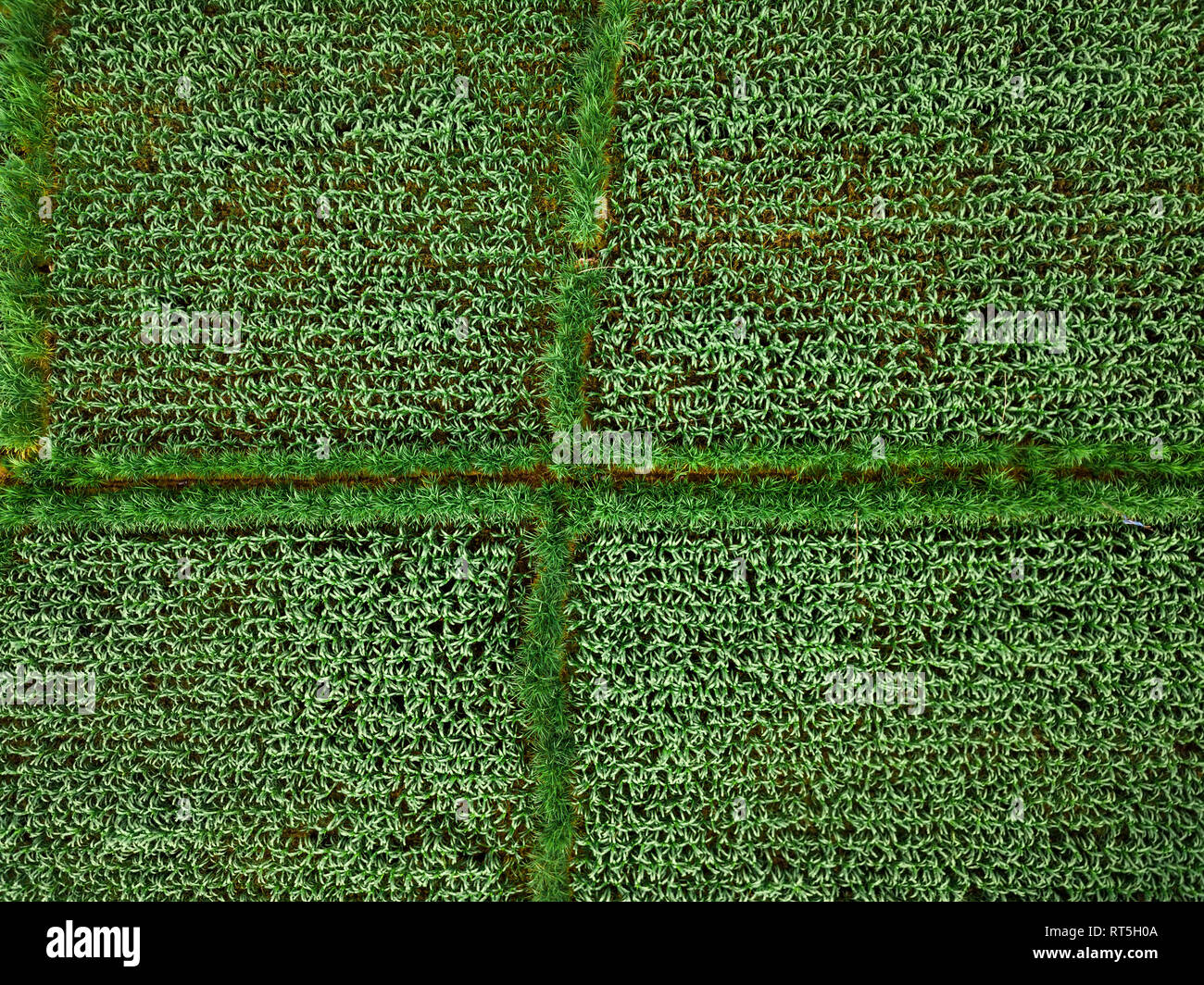 Corn fields bali hi-res stock photography and images - Alamy
