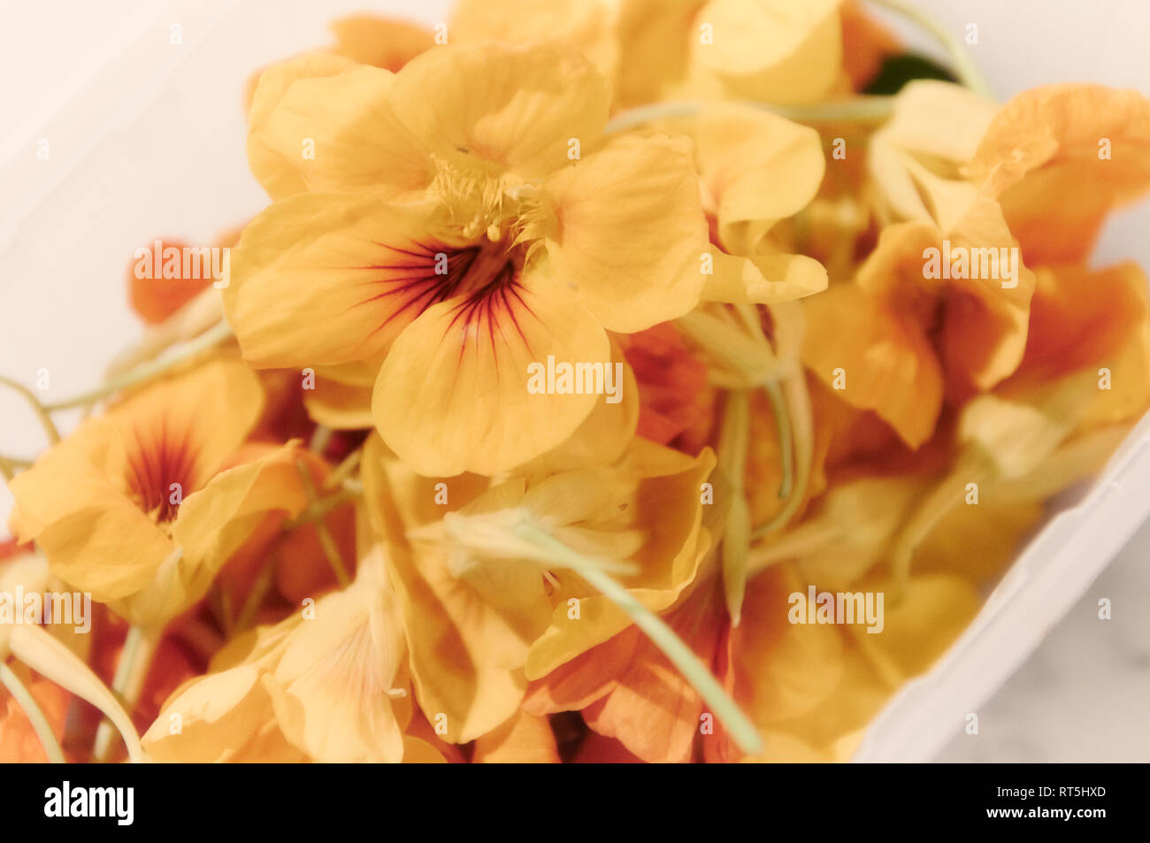 Beautiful orange and yellow frozen flowers to be used as garnish in a ...