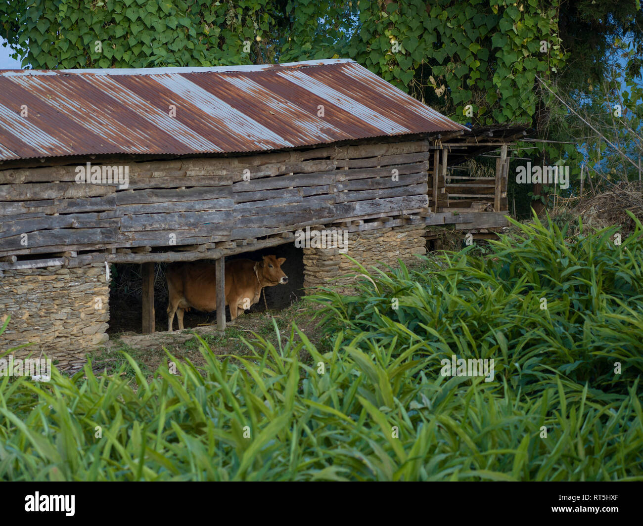 Cow shed india hi-res stock photography and images - Alamy