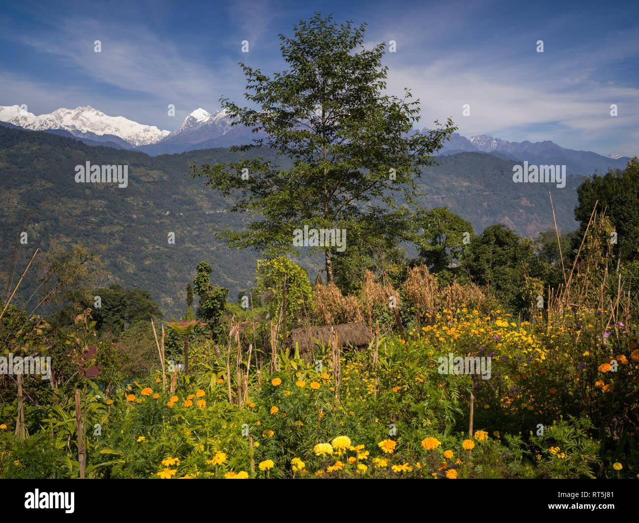 Flora of sikkim hi-res stock photography and images - Alamy