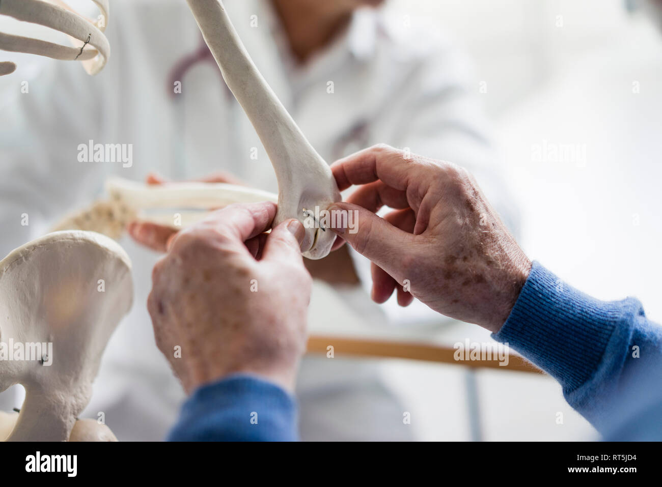 Anatomical hi-res stock photography and images - Alamy