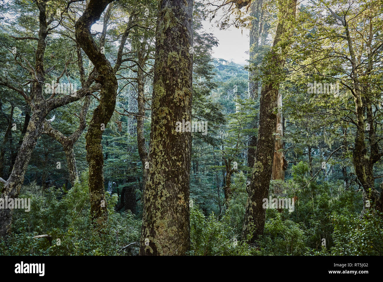 Chile, Puren, Nahuelbuta National Park, Araucaria forest Stock Photo ...