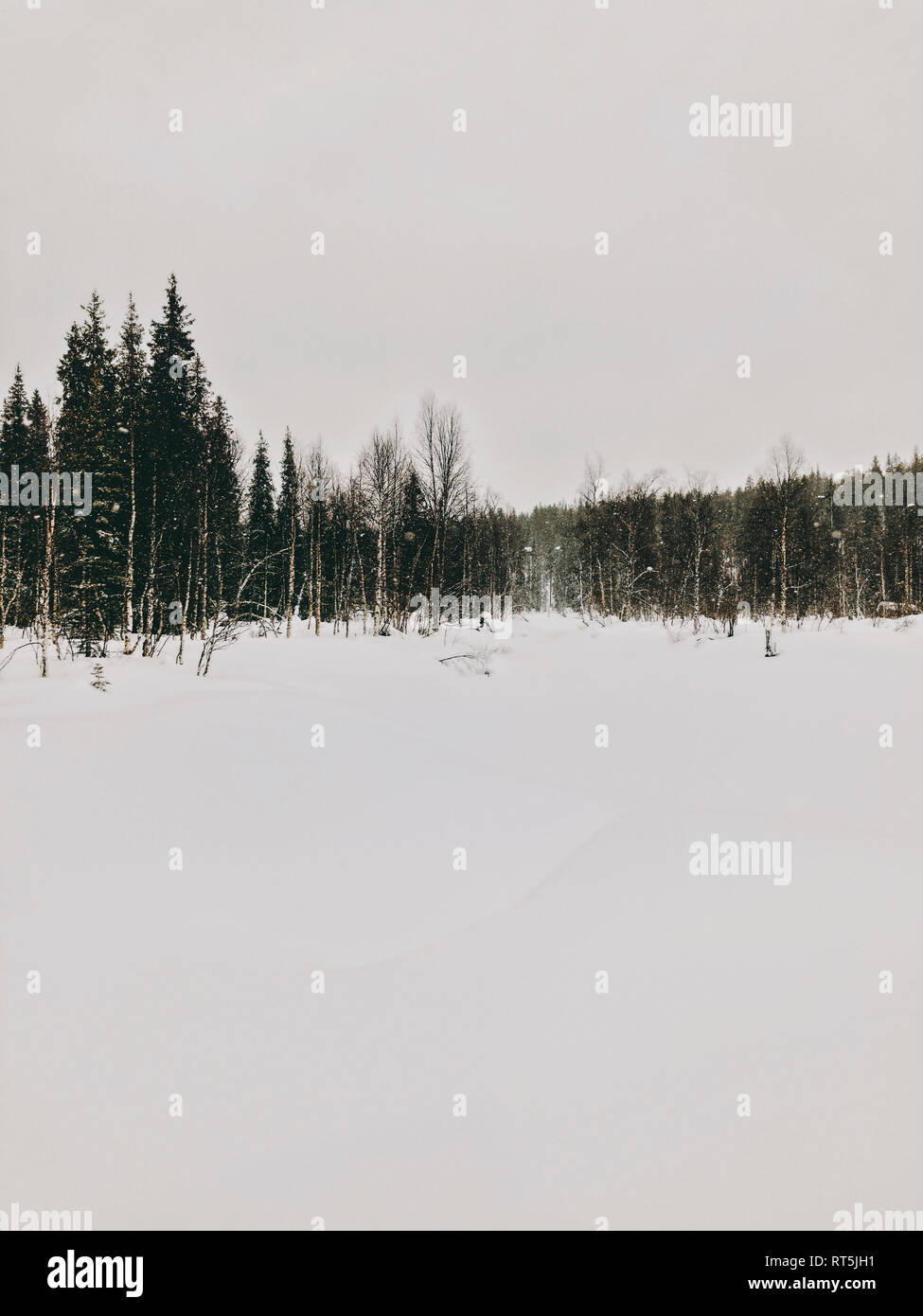 Finland, Lapland, Heavy Snowfall and Trees Stock Photo - Alamy