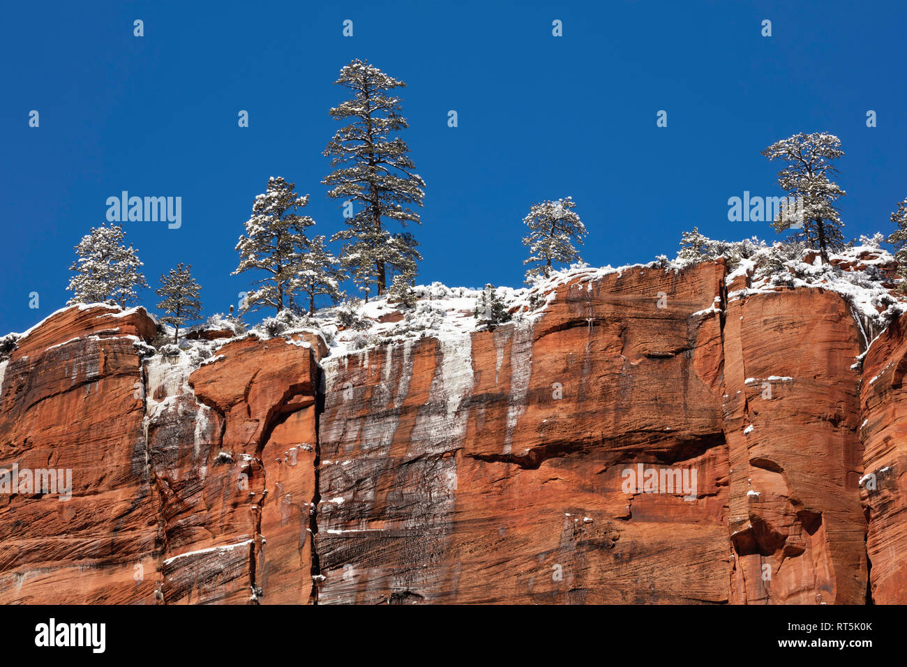 Snow covered trees after a winter storm, Zion National Park, Utah Stock ...
