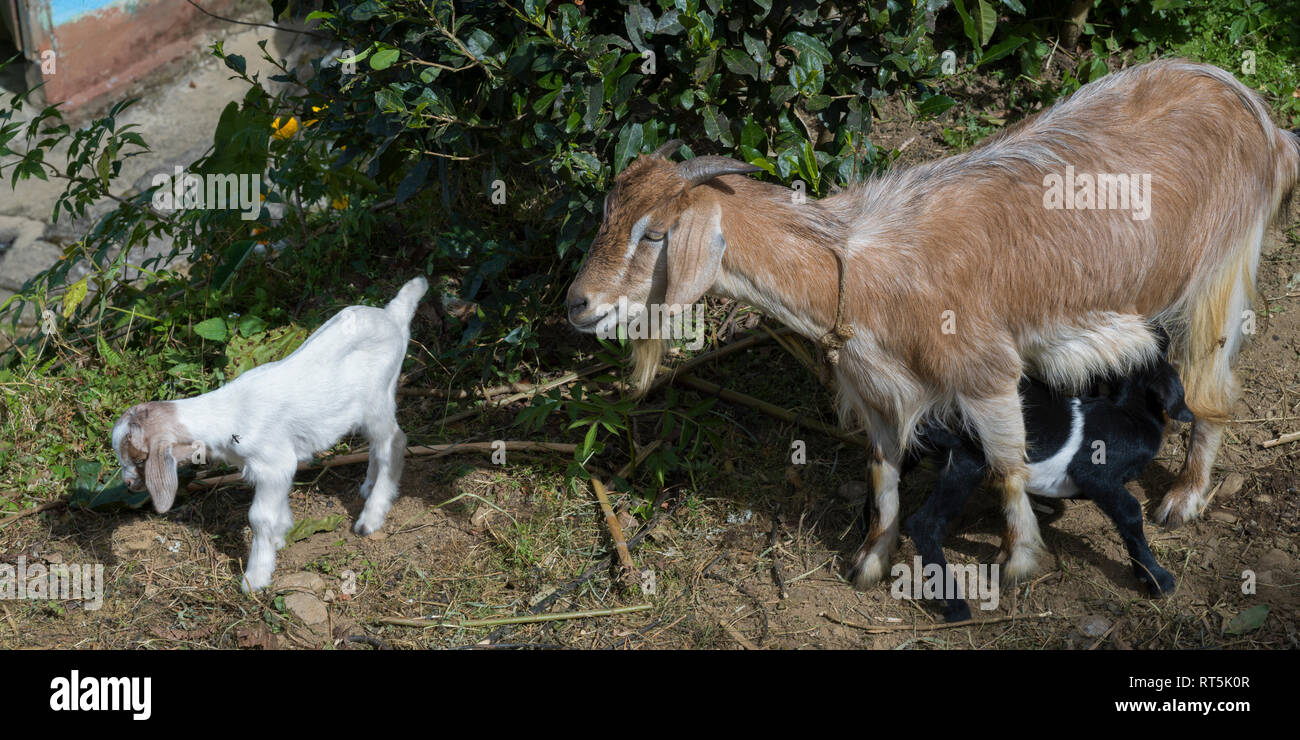 Mother and baby goats, Bhalu Khop Village, West Sikkim, Sikkim Stock ...