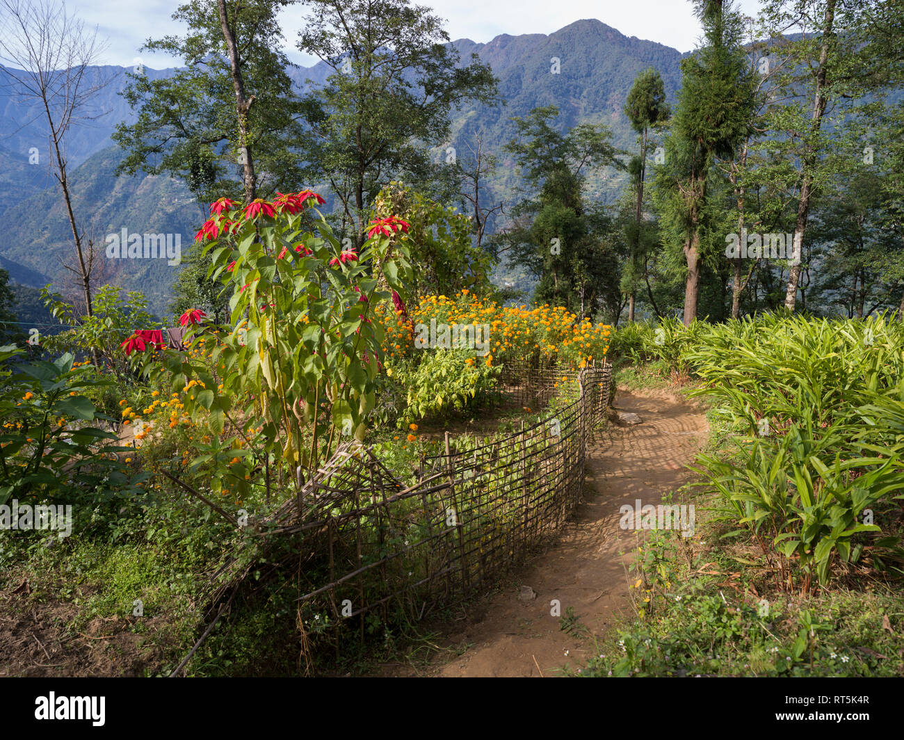 Plants with mountain range in the background, Dentam Forest Block ...