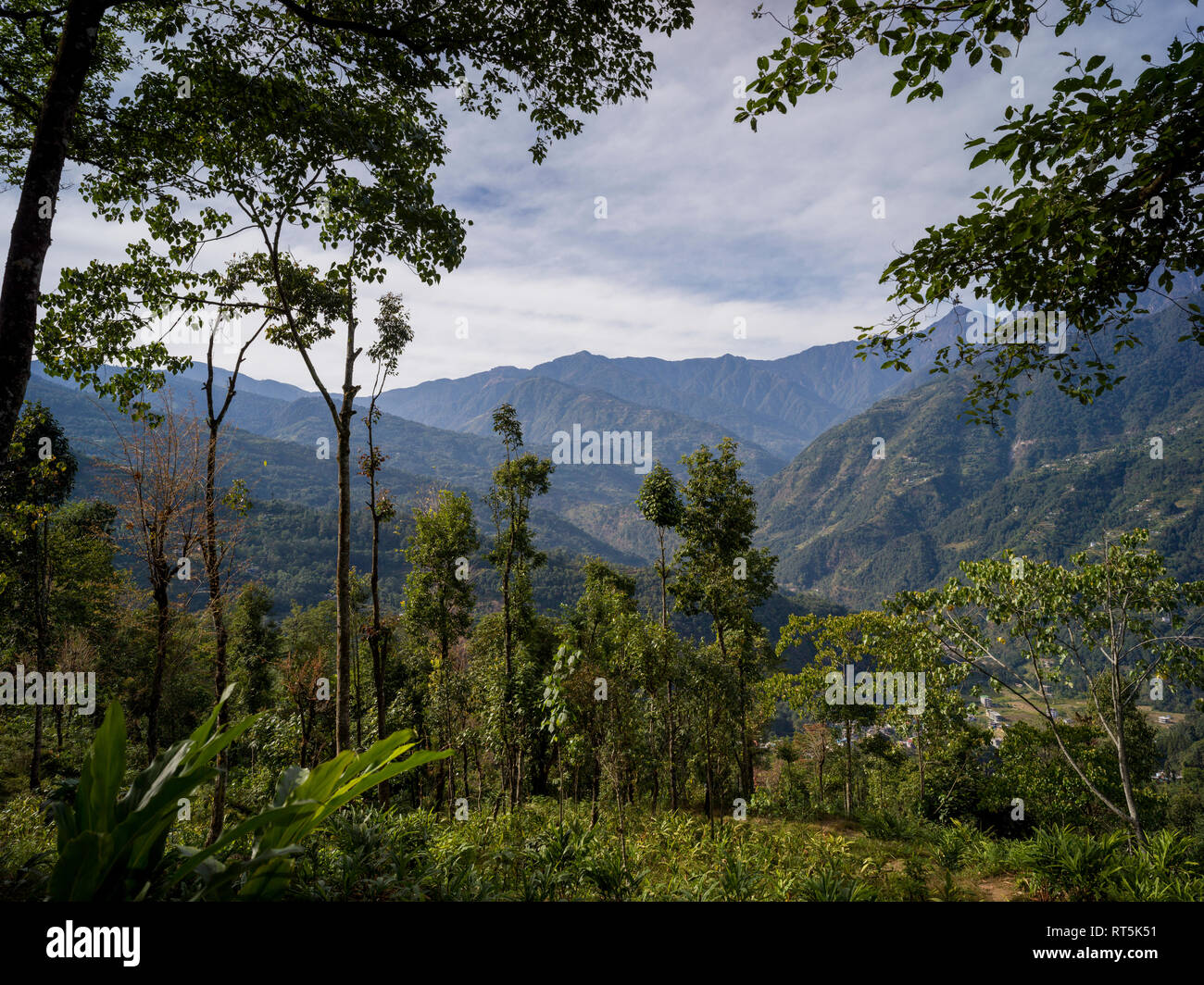 Plants with mountain range in the background, Dentam Forest Block ...