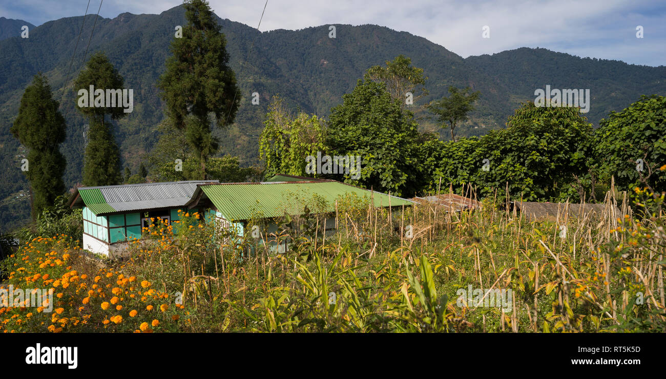 Plants with mountain range in the background, Dentam Forest Block ...