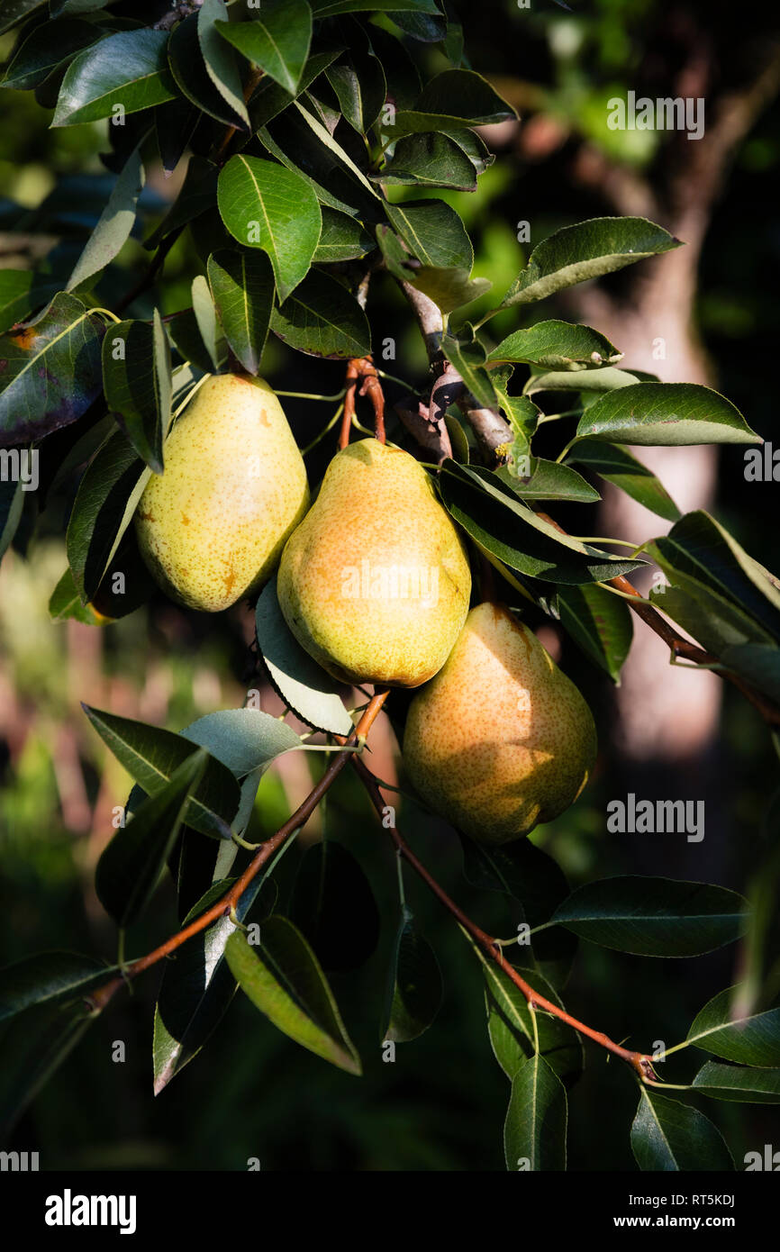 Williams pears at tree Stock Photo - Alamy