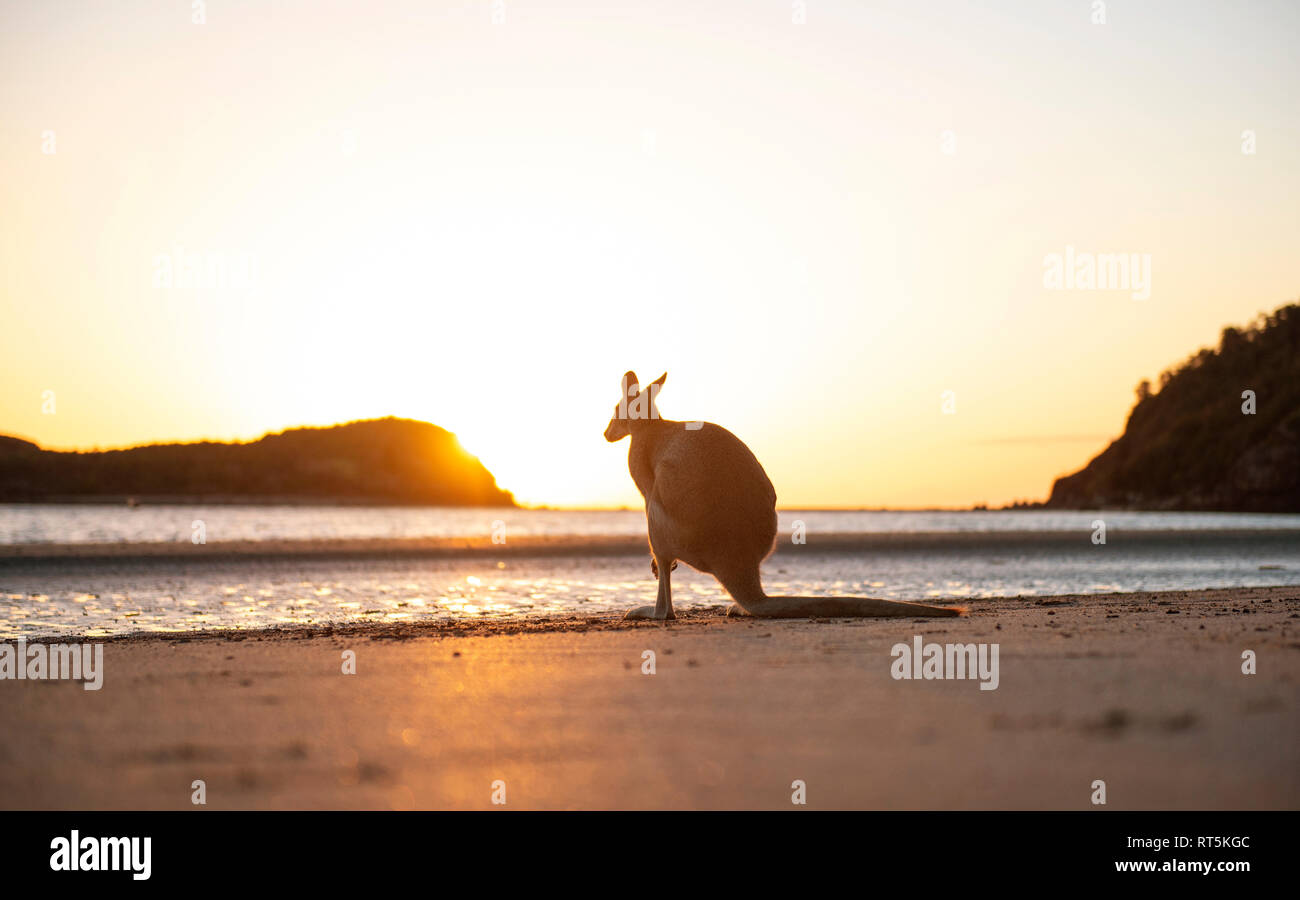 Australia, Queensland, Mackay, Cape Hillsborough National Park, back ...