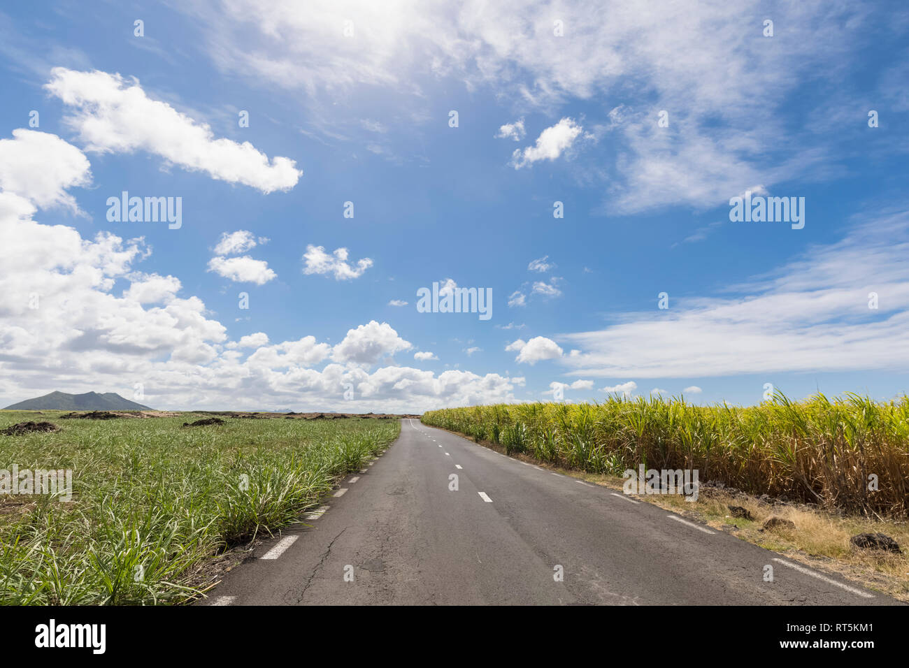 Sugarcane cultivation hi-res stock photography and images - Alamy