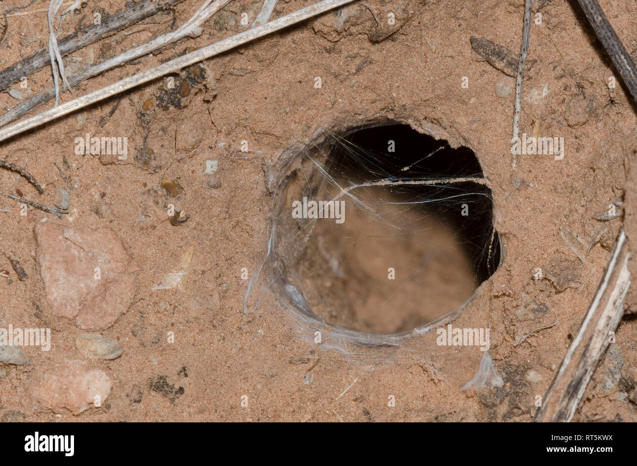 Oklahoma Brown Tarantula, Aphonopelma hentzi, burrow entrance Stock ...