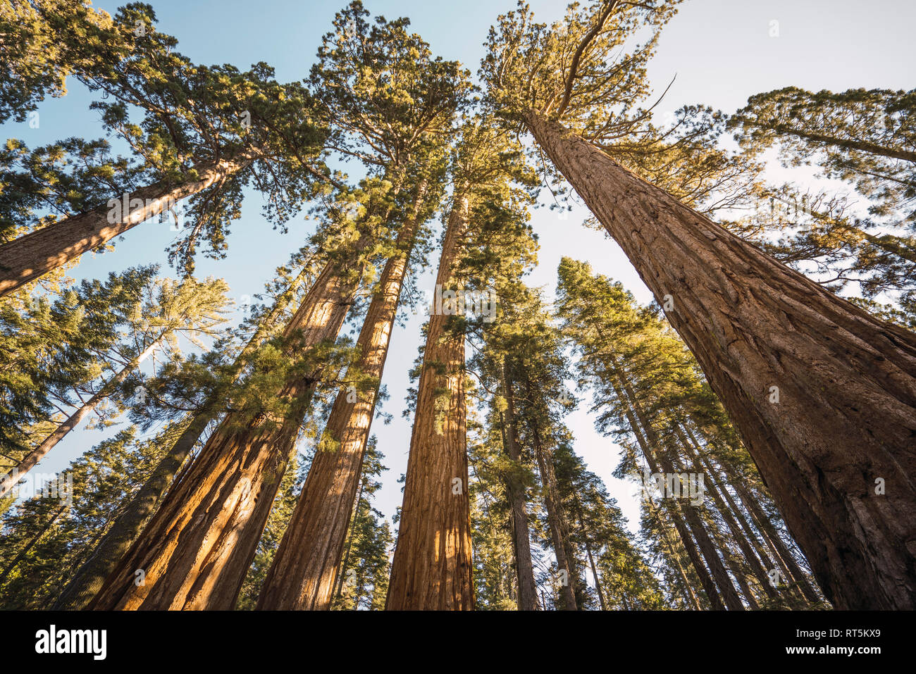 Sequoias california mariposa hi-res stock photography and images - Alamy