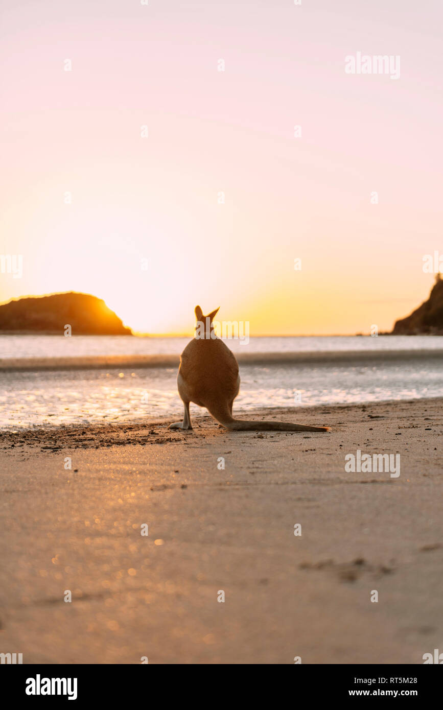 Australia, Queensland, Mackay, Cape Hillsborough National Park, back ...