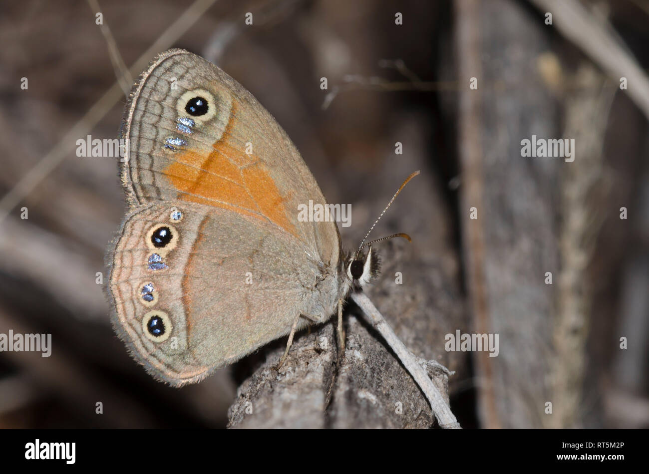Red Satyr, Megisto rubricata Stock Photo - Alamy